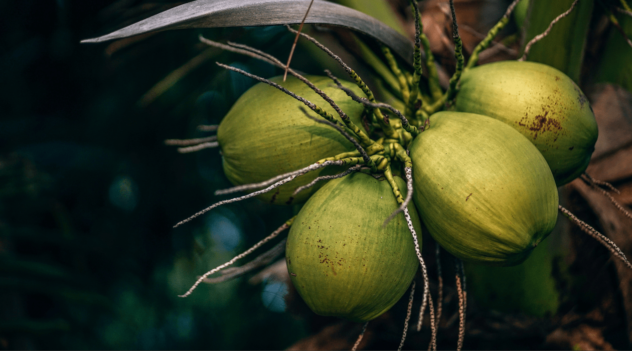 Understanding Coconut As A Biomass Fuel - Berde-Kaway