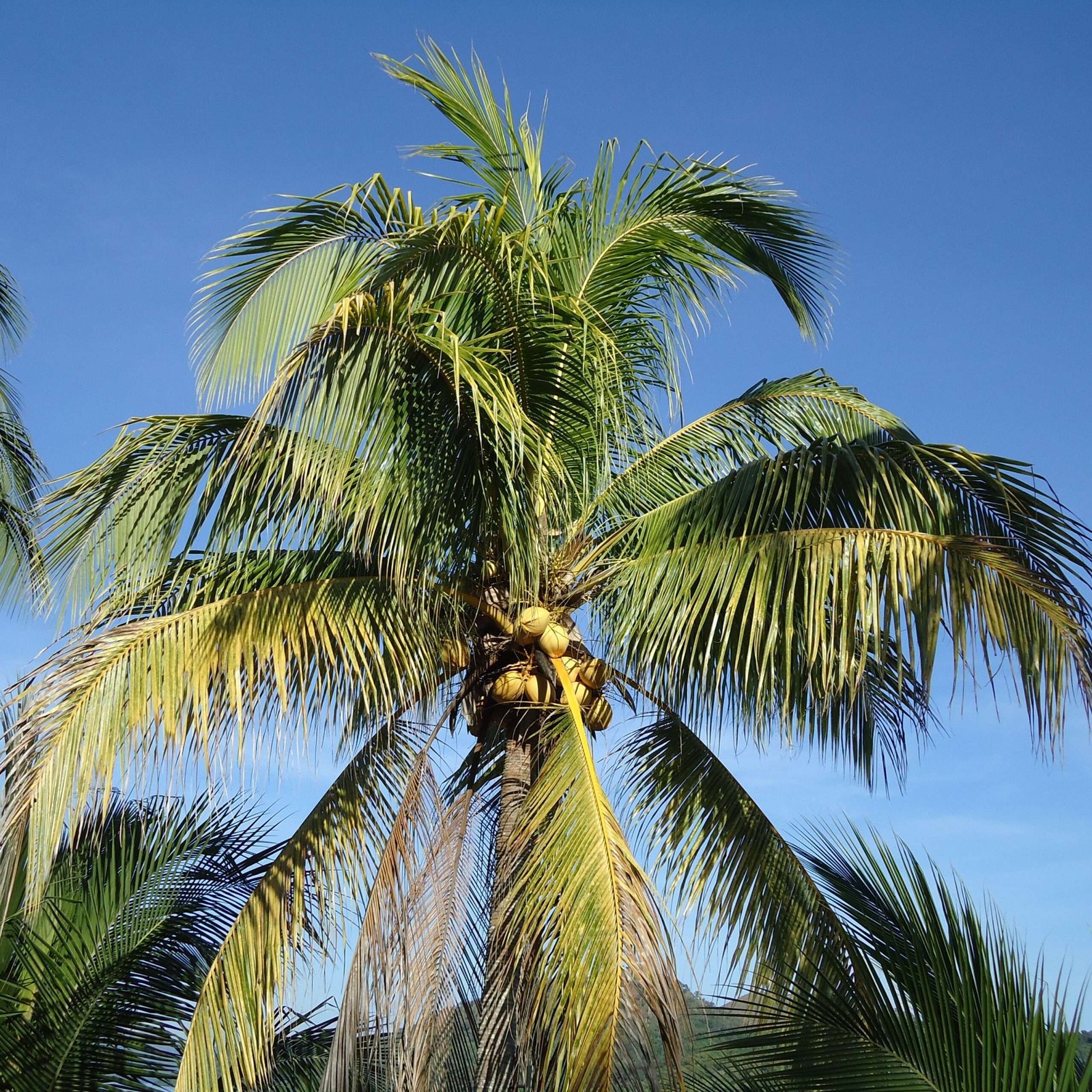 Understanding Coconut As A Biomass Fuel - Berde-Kaway